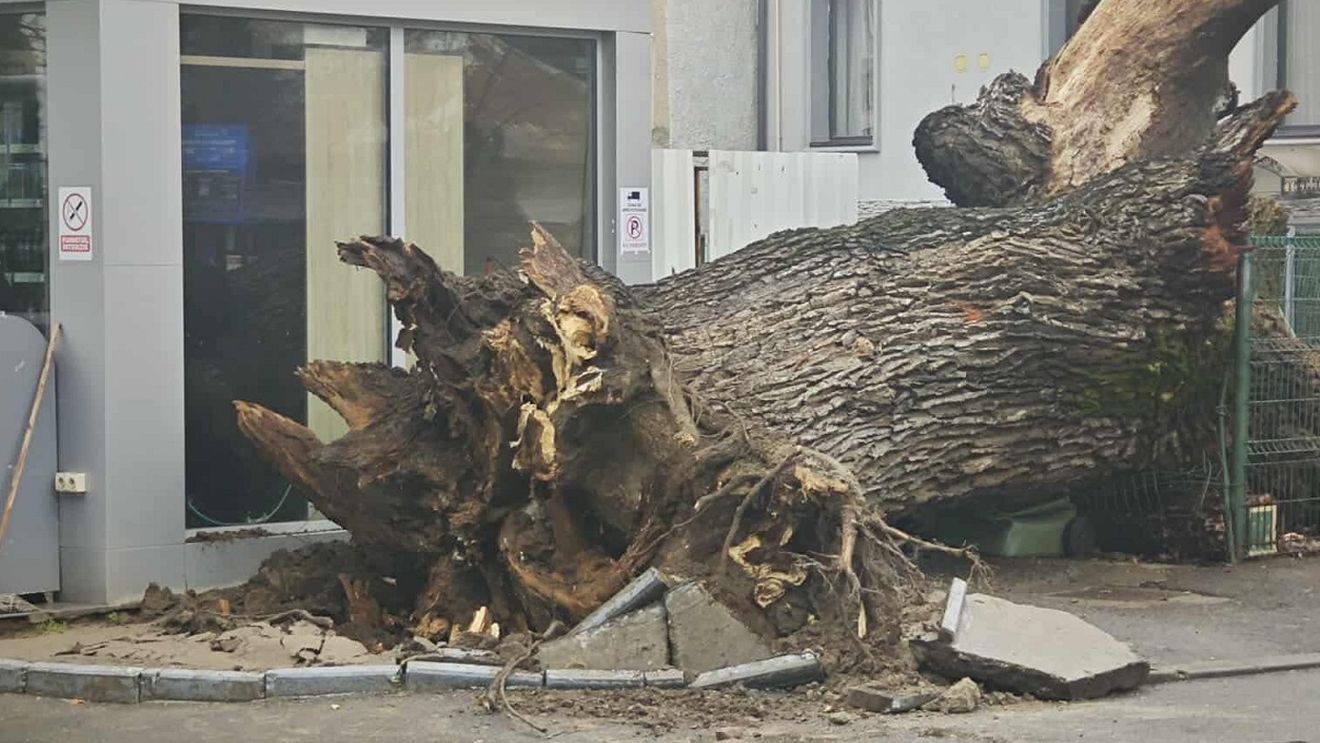 Fundația Eco-Civica: S-a dus un mare simbol al Bucureștiului!