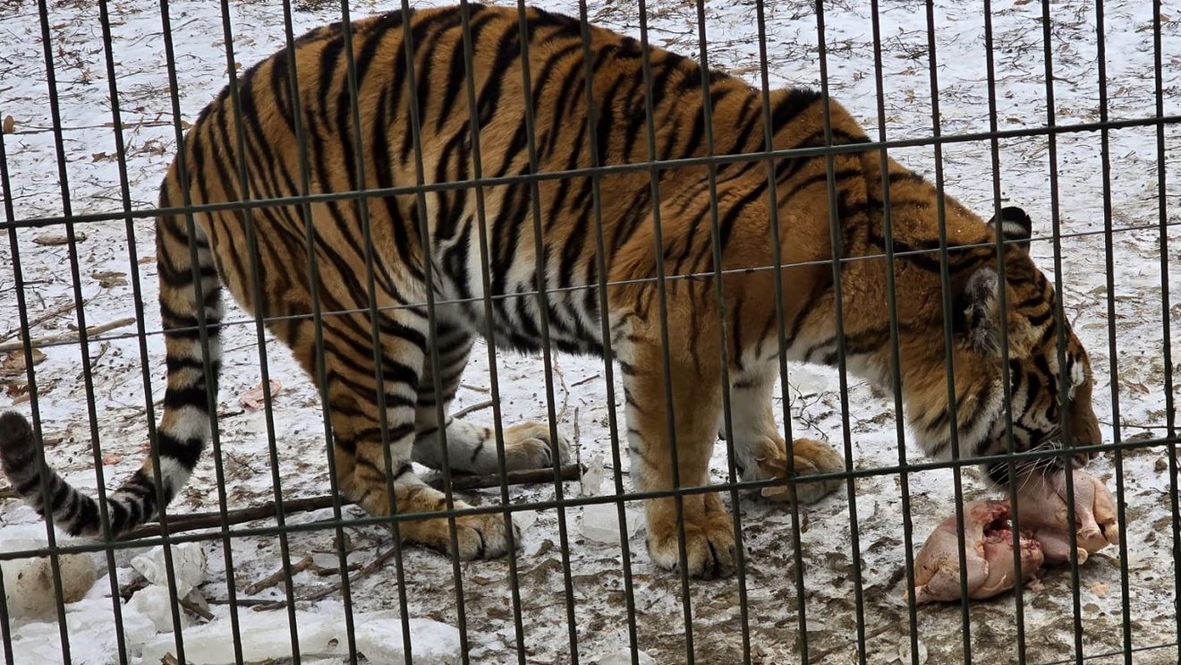 Ger năprasnic la Zoo Bucov: leii au pardoseală încălzită, maimuțele ...